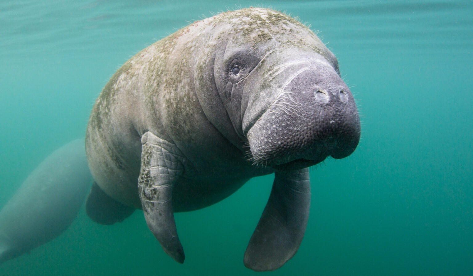 Bishop Museum Releases Rehabbed Manatees - Longboat Key News